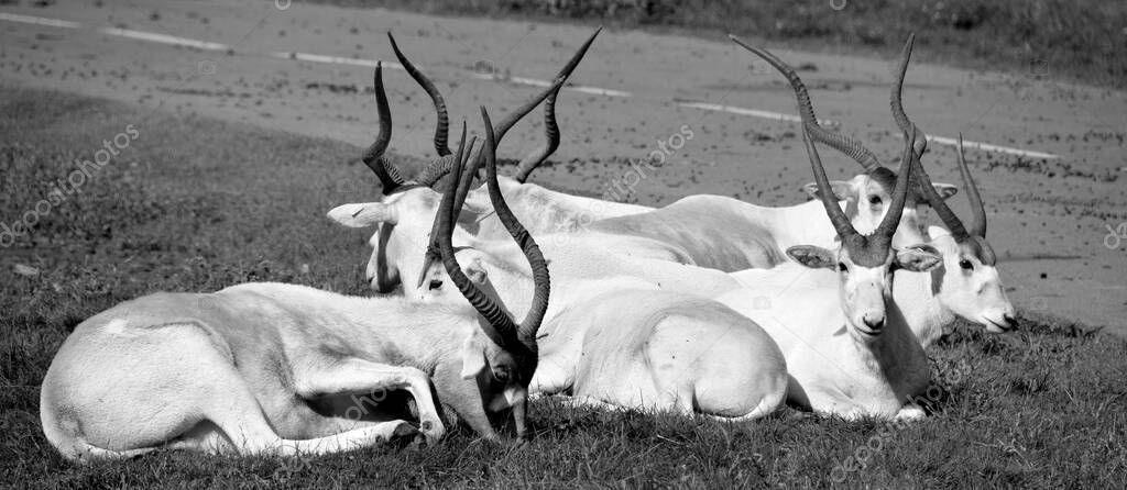 The addax (Addax nasomaculatus), also known as the white antelopes and ...
