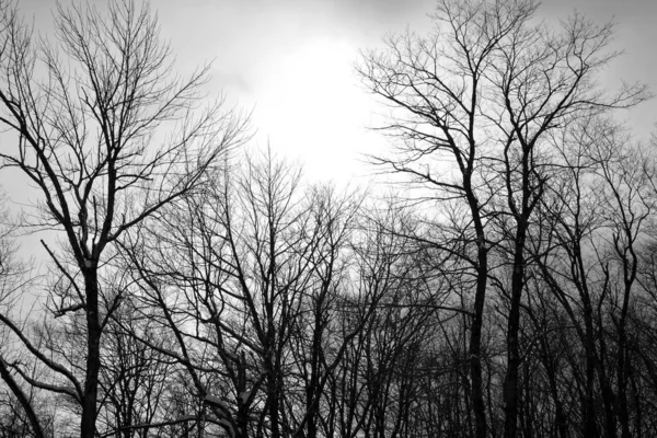 Fotos screaming trees screaming treatment Stock Photos, Royalty Free ...