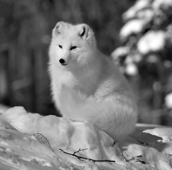 winter view of arctic fox (Vulpes lagopus), also known as the white ...