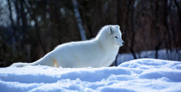 In winter arctic fox (Vulpes lagopus), also known as the white, polar ...