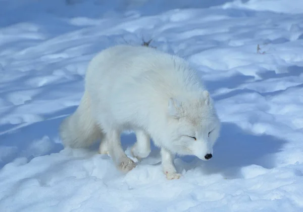 In winter arctic fox (Vulpes lagopus), also known as the white, polar ...
