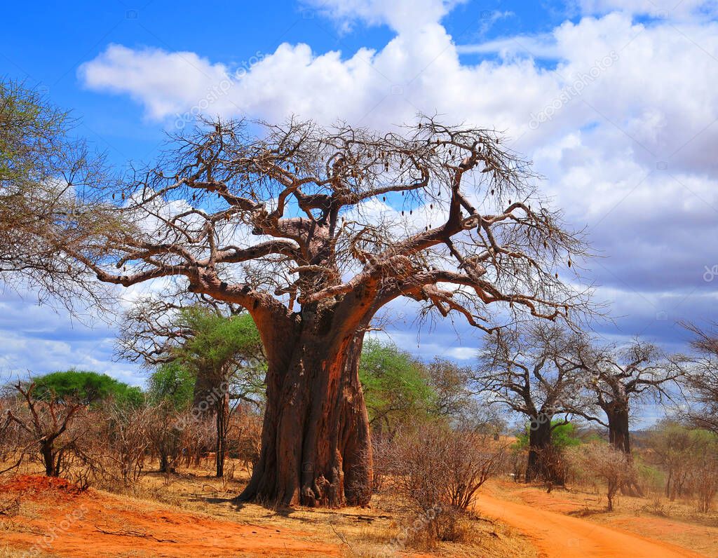 Baobab o boab, boaboa, rbol de botella, rbol al rev s y rbol de pan de ...