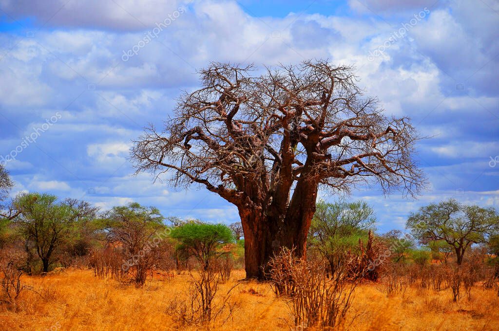 Baobab o boab, boaboa, árbol de botella, árbol al revés y árbol de pan ...