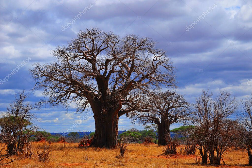 Baobab o boab, boaboa, árbol de botella, árbol al revés y árbol de pan ...