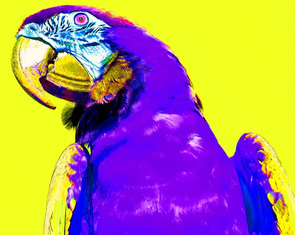 Scarlet Parrot With Purple