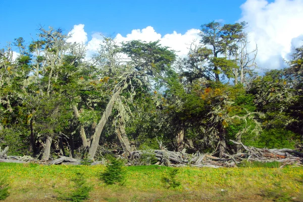 Pirogue cypress trees Stock Photos, Royalty Free Pirogue cypress trees ...