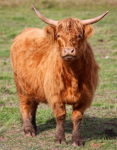 Orange cow Stock Photos, Royalty Free Orange cow Images | Depositphotos