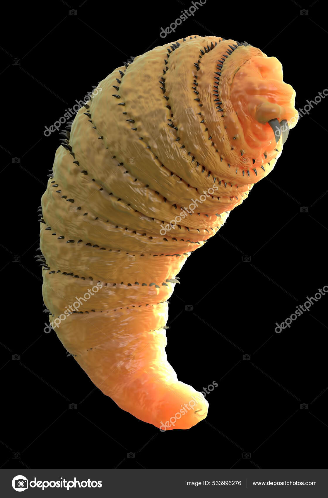 Botfly Bot Fly Larva Gasterophilus Parasitic Fly Larva — Stock Photo ...