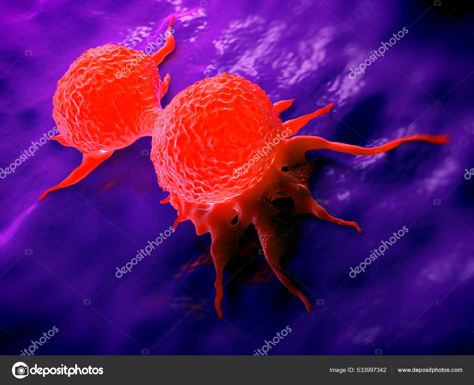 Dividing Breast Cancer Cell Showing Its Uneven Surface Cytoplasmic ...