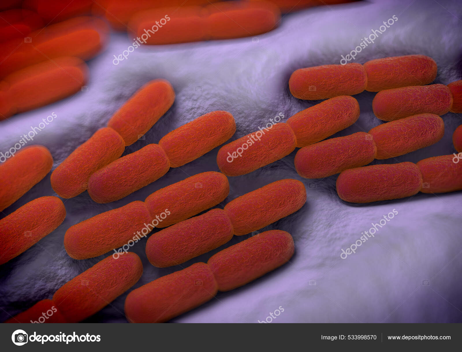 Lactobacillus Bulgaricus
