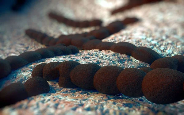 Streptococcus Pneumoniae Pneumococcus Gram Positive Coccus Shaped ...