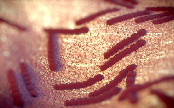 Streptococcus Pneumoniae Pneumococcus Gram Positive Coccus Shaped ...