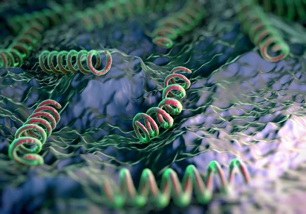 Fotos de Treponema pallidum, Imagens de Treponema pallidum sem ...