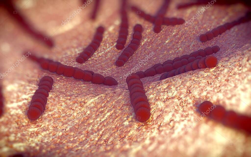 Streptococcus pneumoniae, o neumococo, es una bacteria patógena en ...