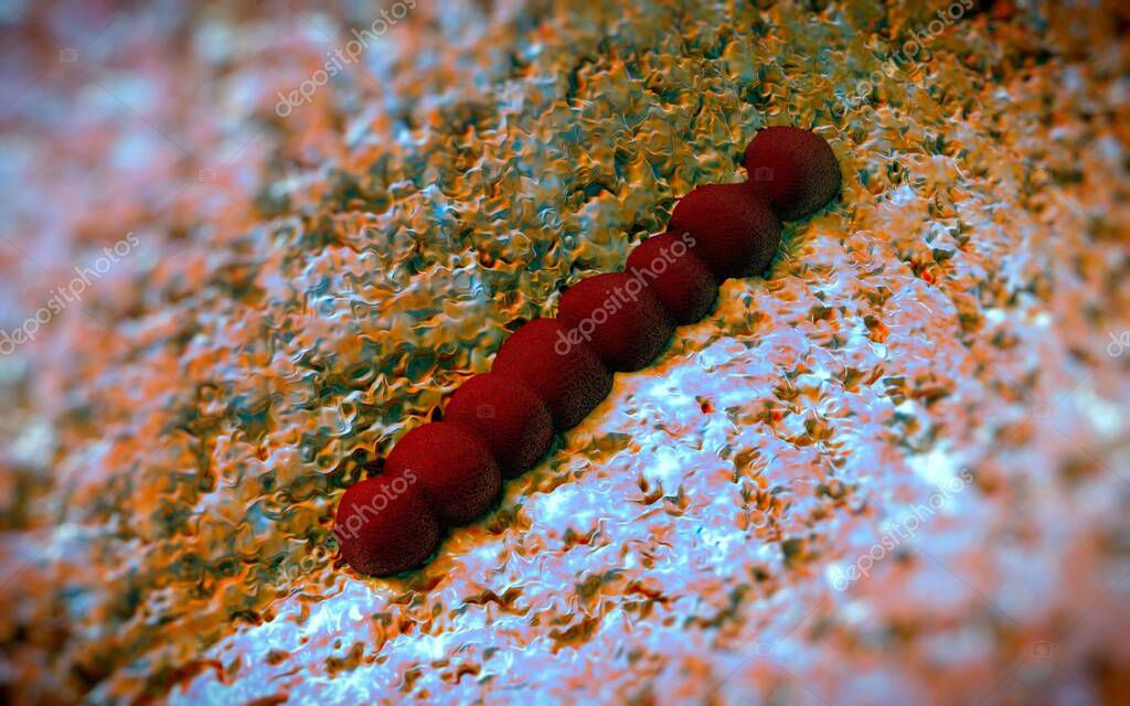 Streptococcus pneumoniae, o neumococo, es una bacteria pat gena en ...