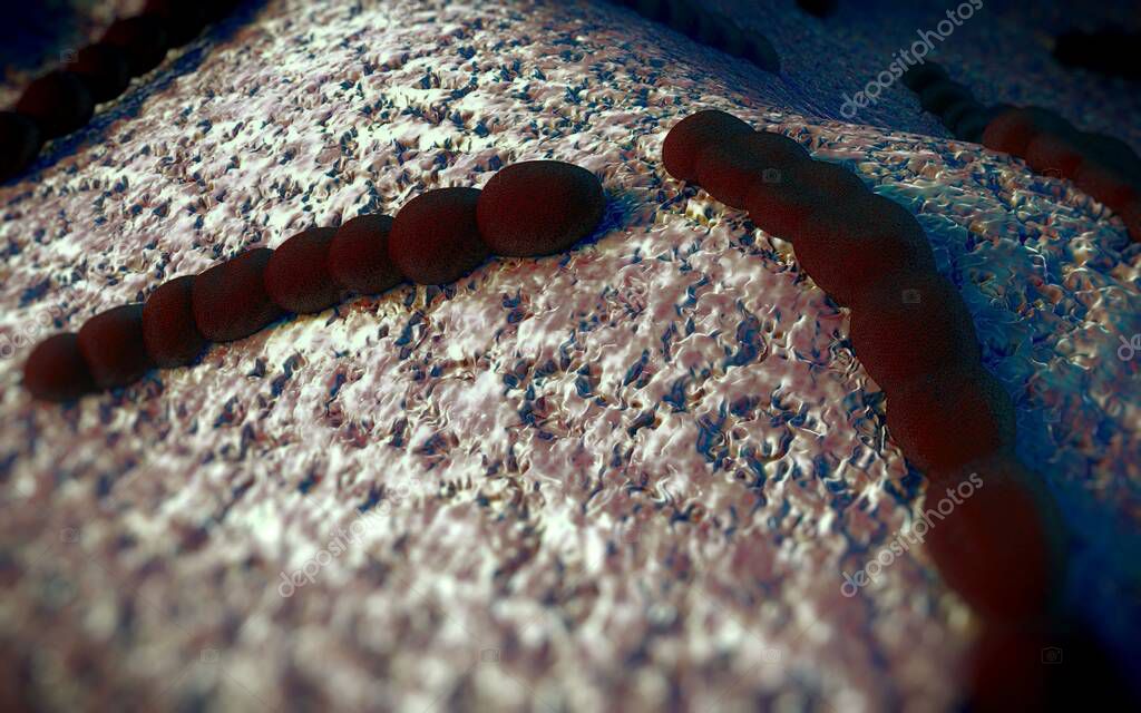 Streptococcus pneumoniae, o neumococo, es una bacteria patógena en ...