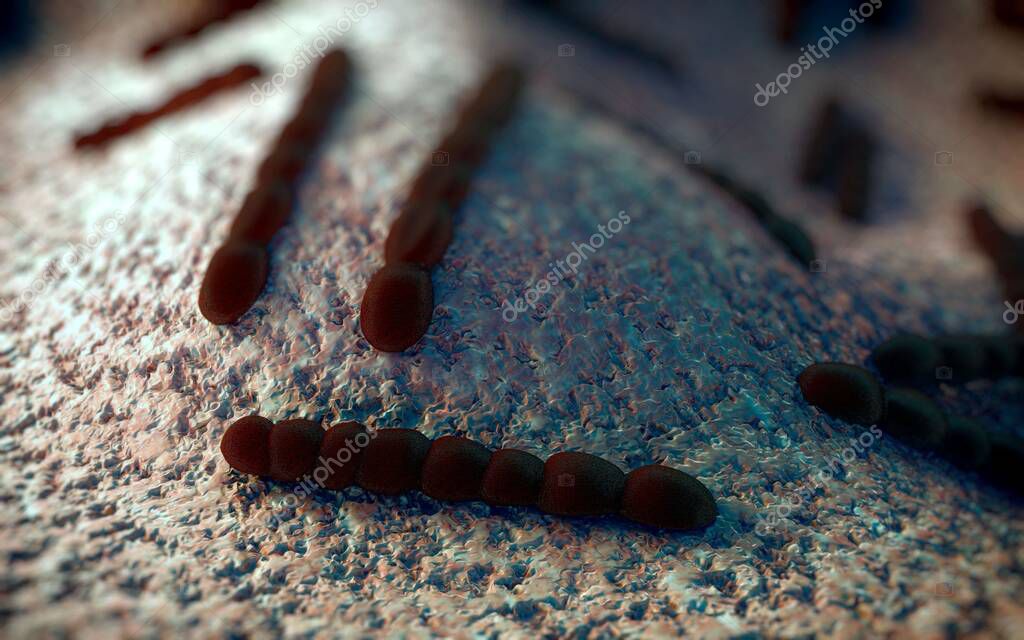 Streptococcus pneumoniae, o neumococo, es una bacteria patógena en ...