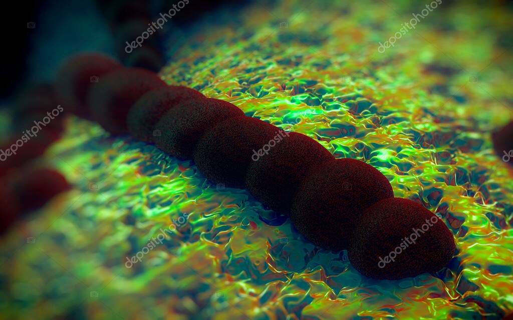 Streptococcus pneumoniae, o neumococo, es una bacteria patógena en ...