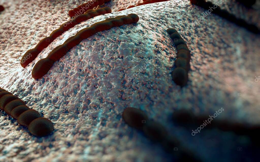 Streptococcus pneumoniae, o neumococo, es una bacteria patógena en ...