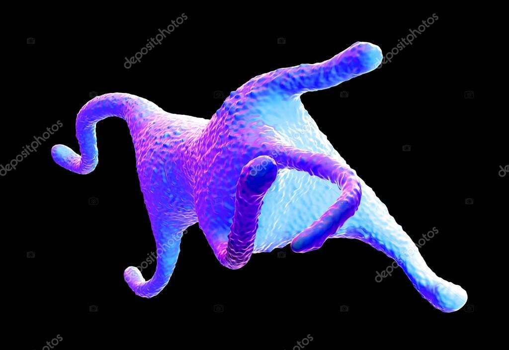 Protozoo de Amoeba proteus. Este es un organismo unicelular de agua ...