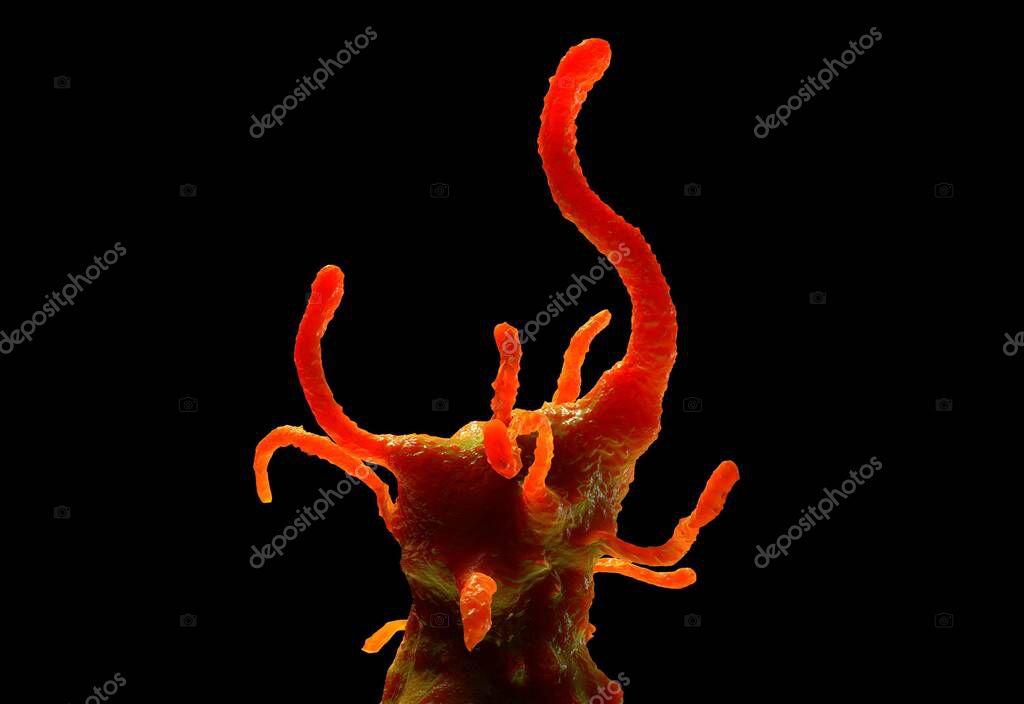 Protozoo de Amoeba proteus. Este es un organismo unicelular de agua ...