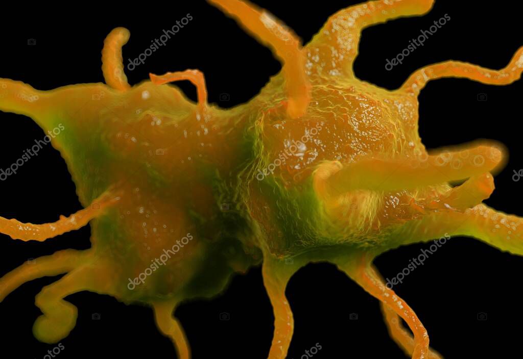 Protozoo de Amoeba proteus. Este es un organismo unicelular de agua ...