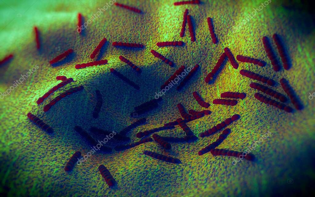 Streptococcus pneumoniae, o neumococo, es una bacteria patógena en ...