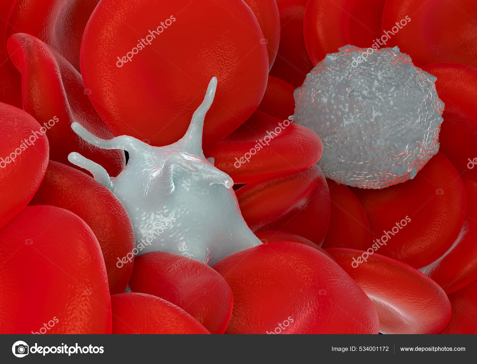 Red Blood Cells Activated Platelet White Blood Cells Microscopic Photos ...