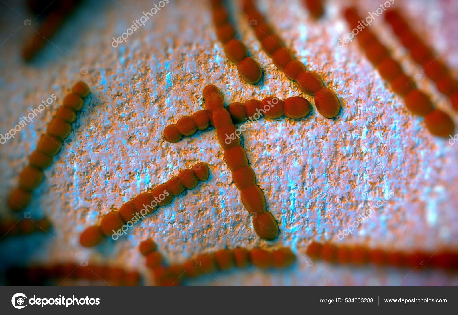 Streptococcus Pneumoniae Pneumococcus Gram Positive Coccus Shaped ...