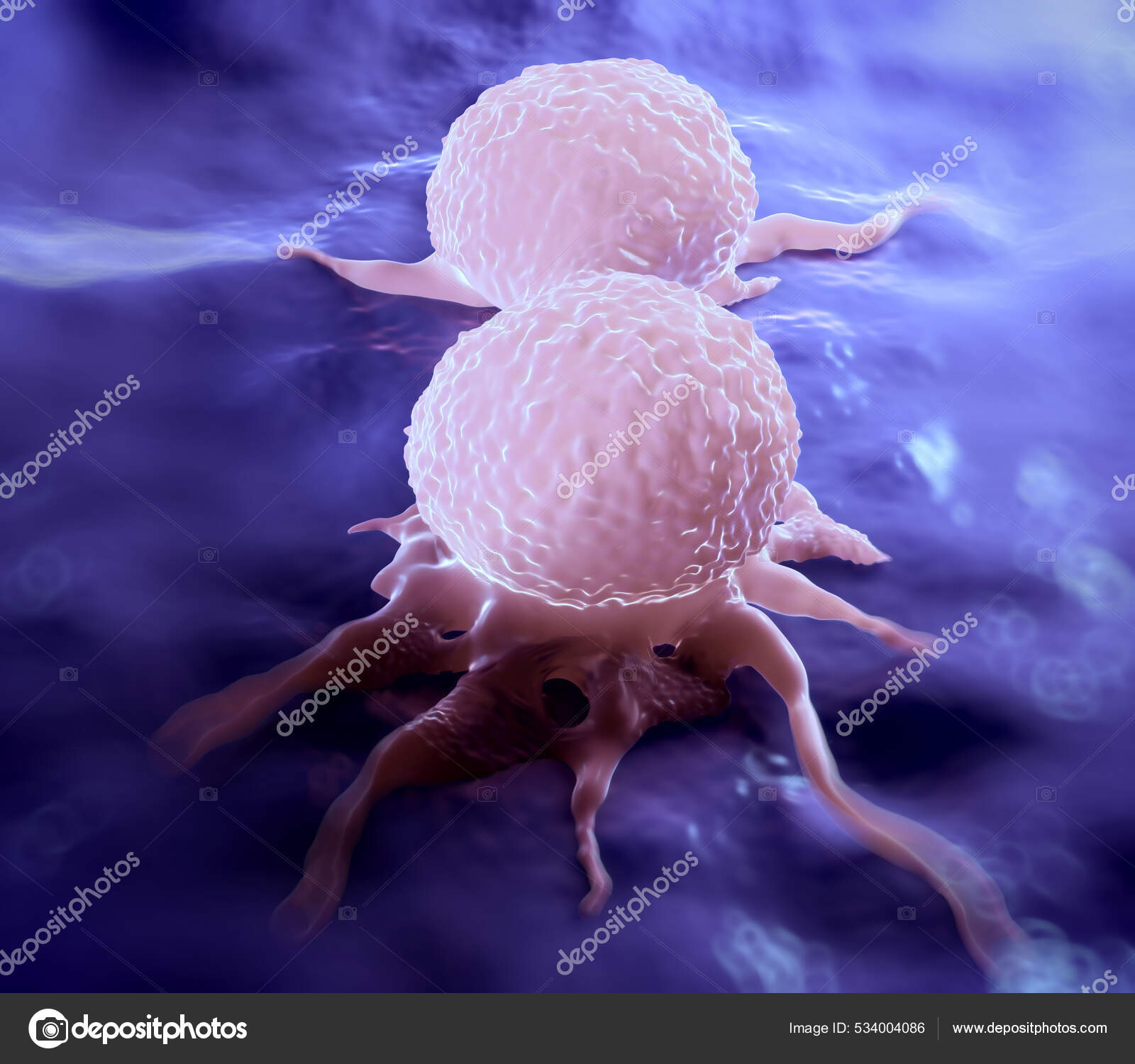 Dividing Breast Cancer Cell Showing Its Uneven Surface Cytoplasmic ...