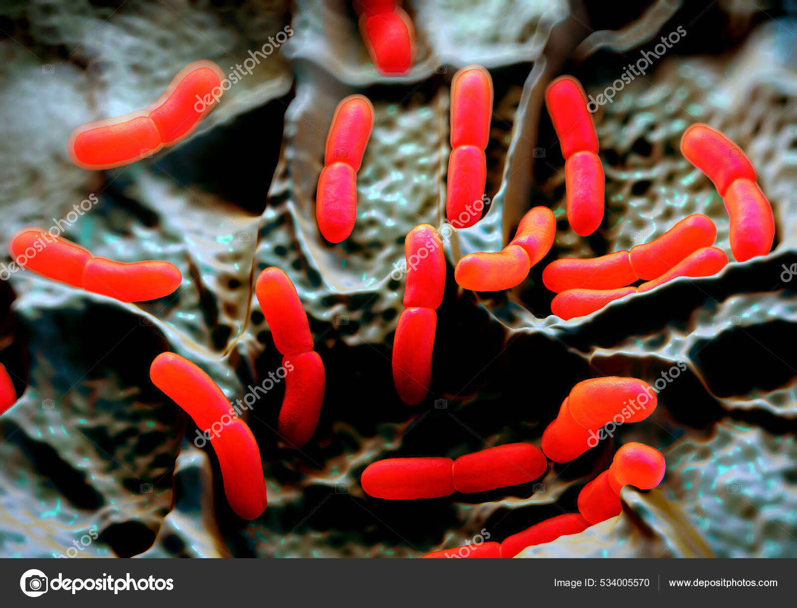 Lactobacillus Bulgaricus Microscope