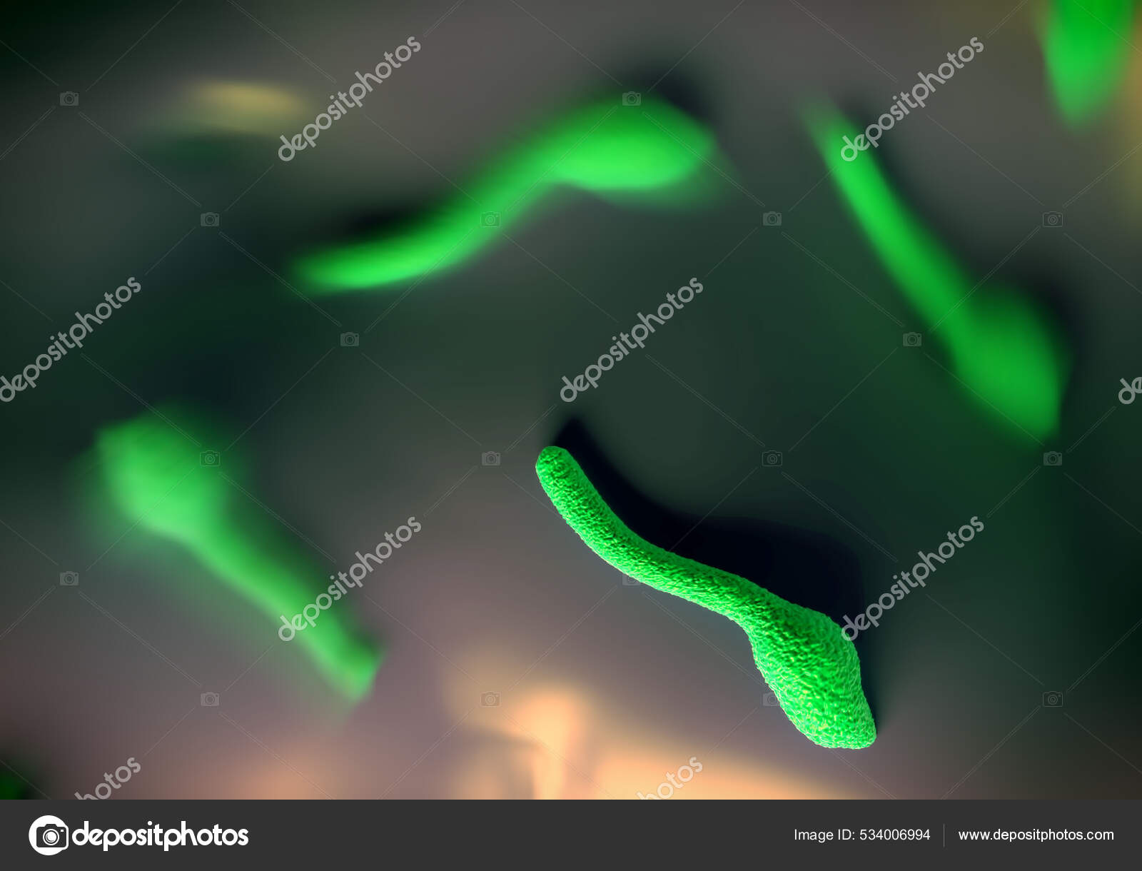 Clostridium Tetani Bacteria Species Gram Positive Spore Forming Rod ...