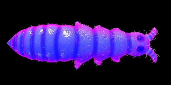 Springtails Most Primitive Insects Stock Photo by ©Peddalanka Ramesh ...