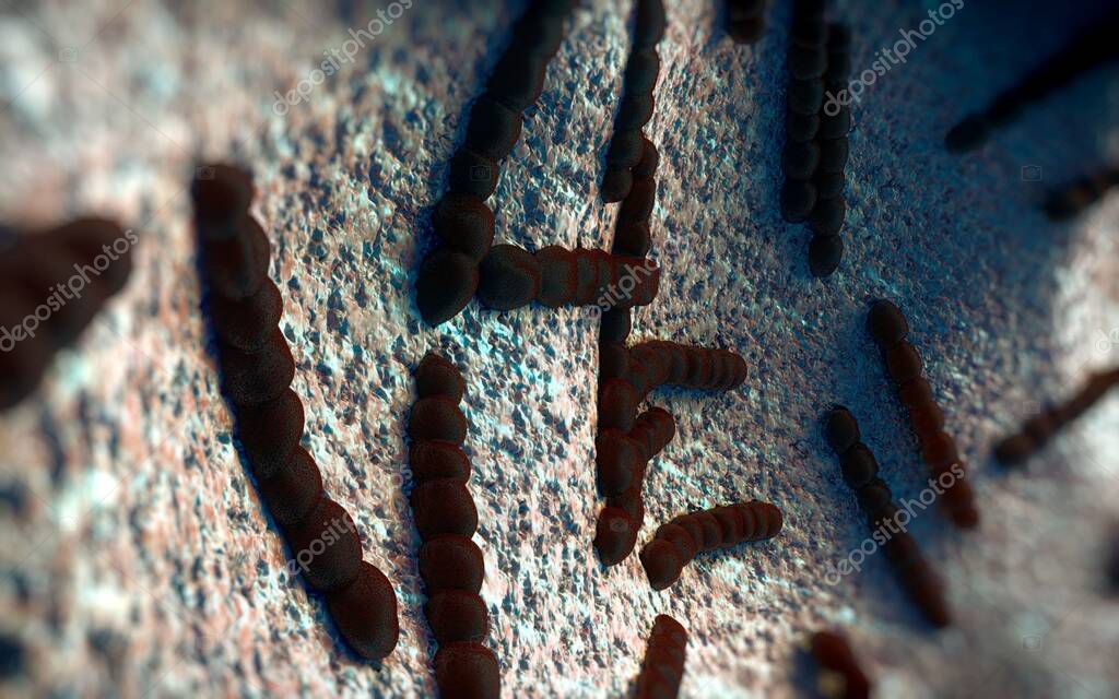 Streptococcus pneumoniae, o neumococo, es una bacteria patógena en ...