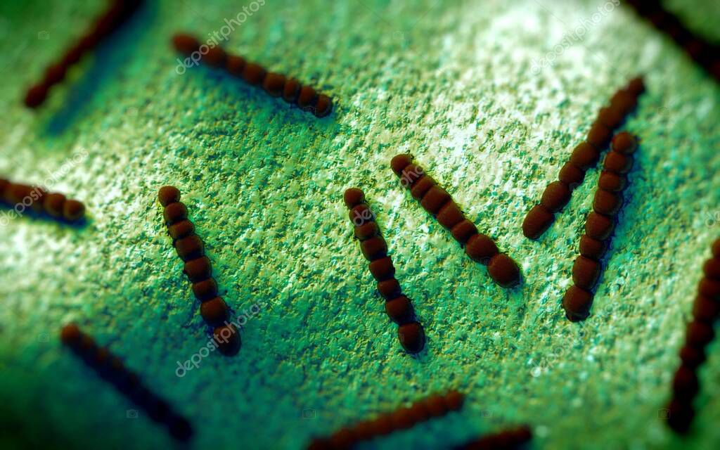 Streptococcus pneumoniae, o neumococo, es una bacteria patógena en ...