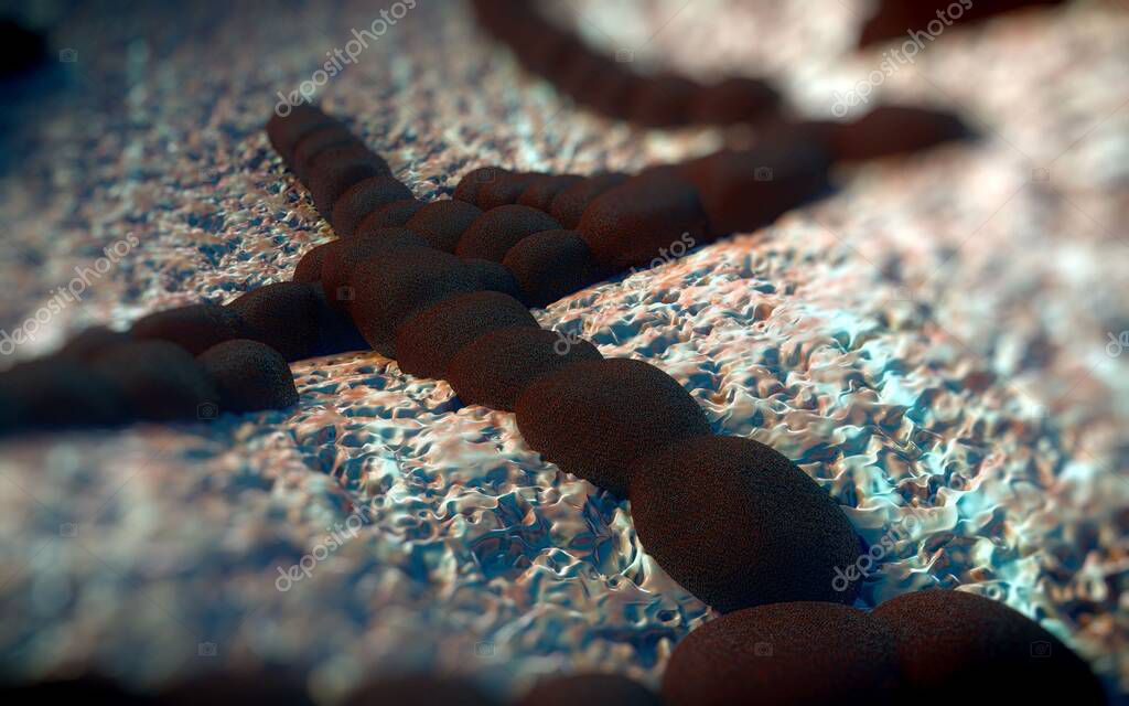 Streptococcus pneumoniae, o neumococo, es una bacteria patógena en ...