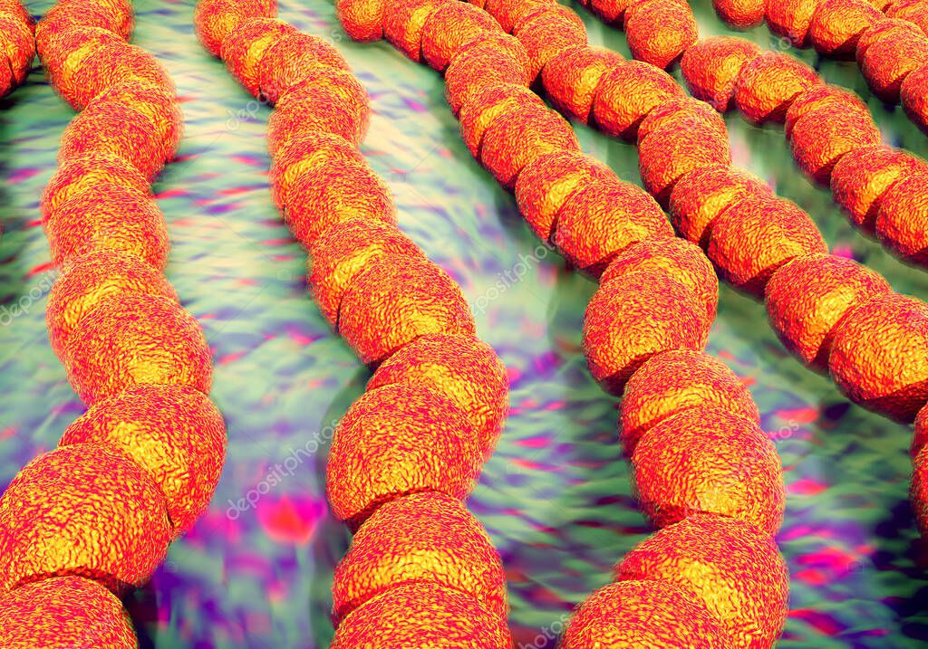 Enterococcus faecalis bacteria conocida como Streptococcus faecalis ...