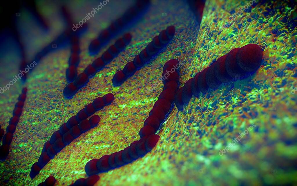 Streptococcus pneumoniae, o neumococo, es una bacteria patógena en ...