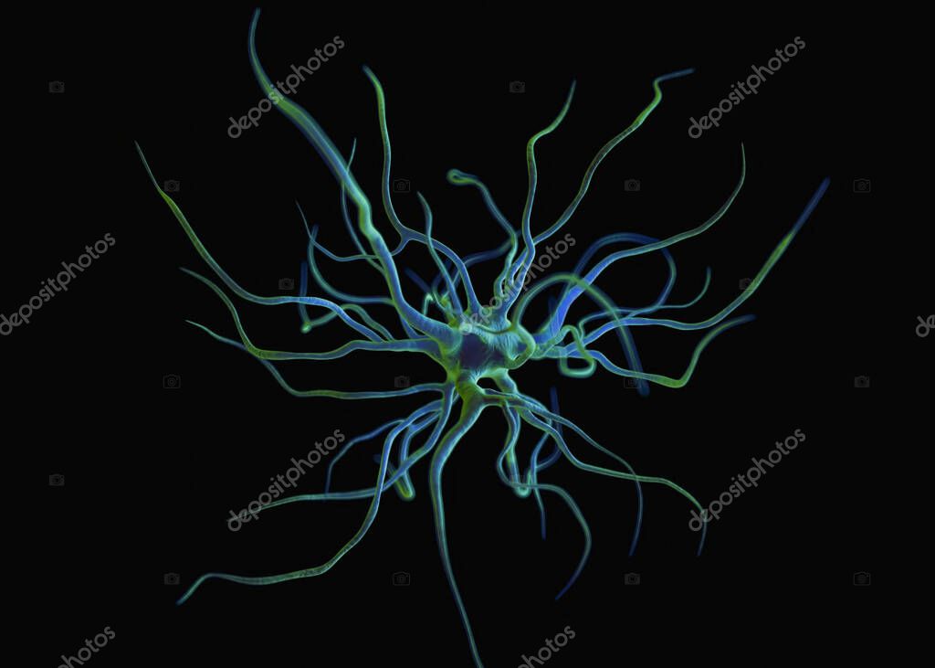 Neuronas o c lulas nerviosas que forman parte del sistema nervioso y que procesan y transmiten ...