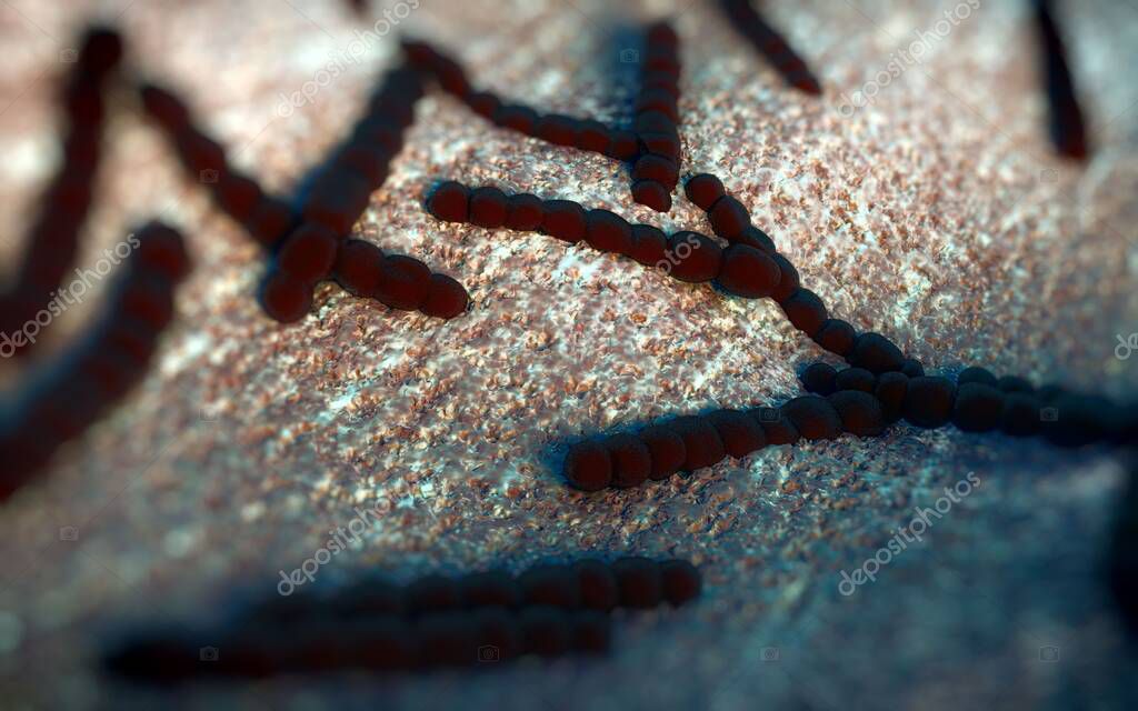 Streptococcus pneumoniae, o neumococo, es una bacteria patógena en ...