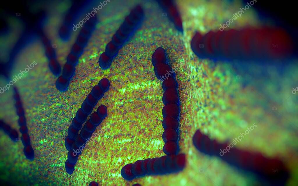 Streptococcus pneumoniae, o neumococo, es una bacteria patógena en ...