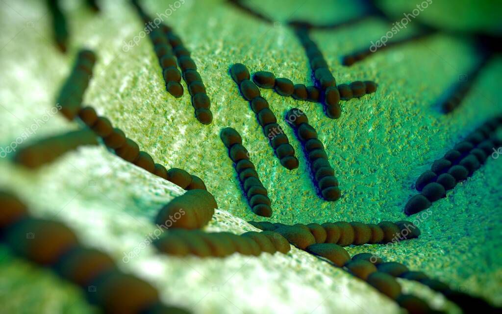 Streptococcus pneumoniae, o neumococo, es una bacteria patógena en ...