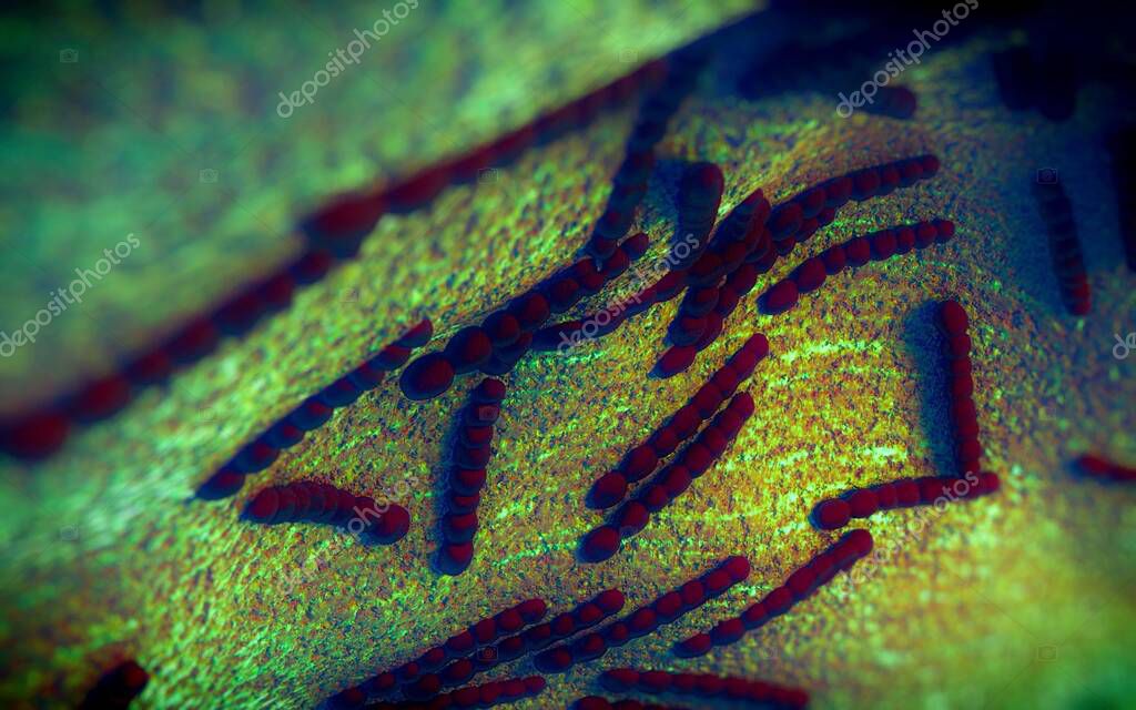 Streptococcus pneumoniae, o neumococo, es una bacteria patógena en ...