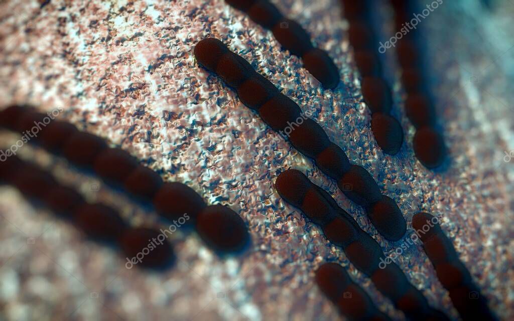 Streptococcus pneumoniae, o neumococo, es una bacteria patógena en ...