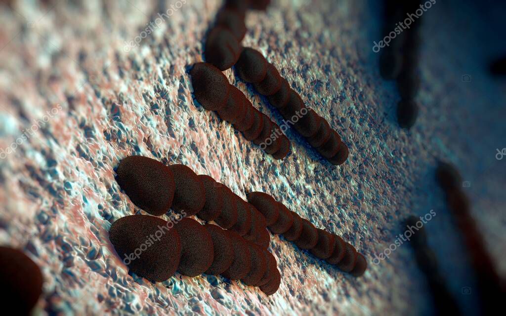 Streptococcus pneumoniae, o neumococo, es una bacteria patógena en ...