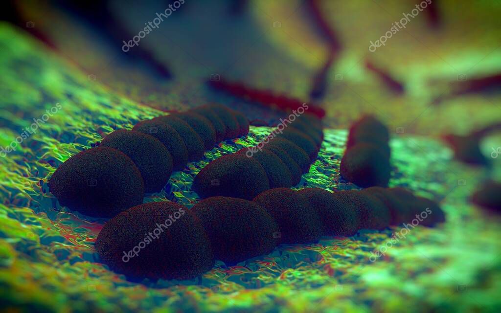 Streptococcus pneumoniae, o neumococo, es una bacteria patógena en ...