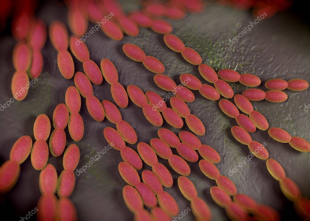 representación 3d - bacterias acetobacter 2024