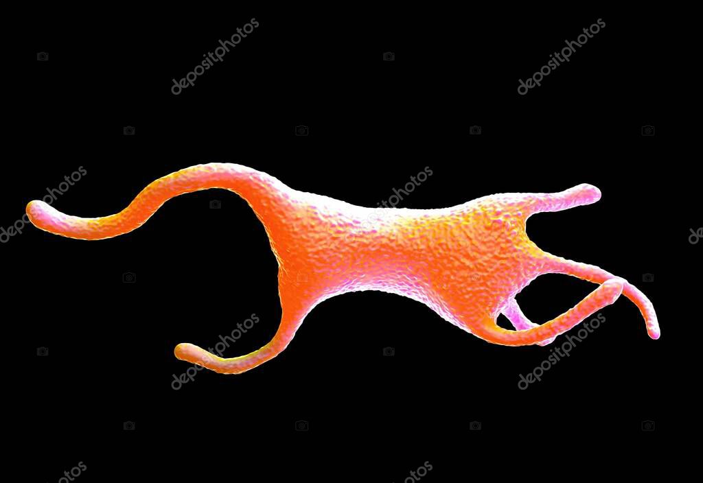 Protozoo de Amoeba proteus. Este es un organismo unicelular de agua ...