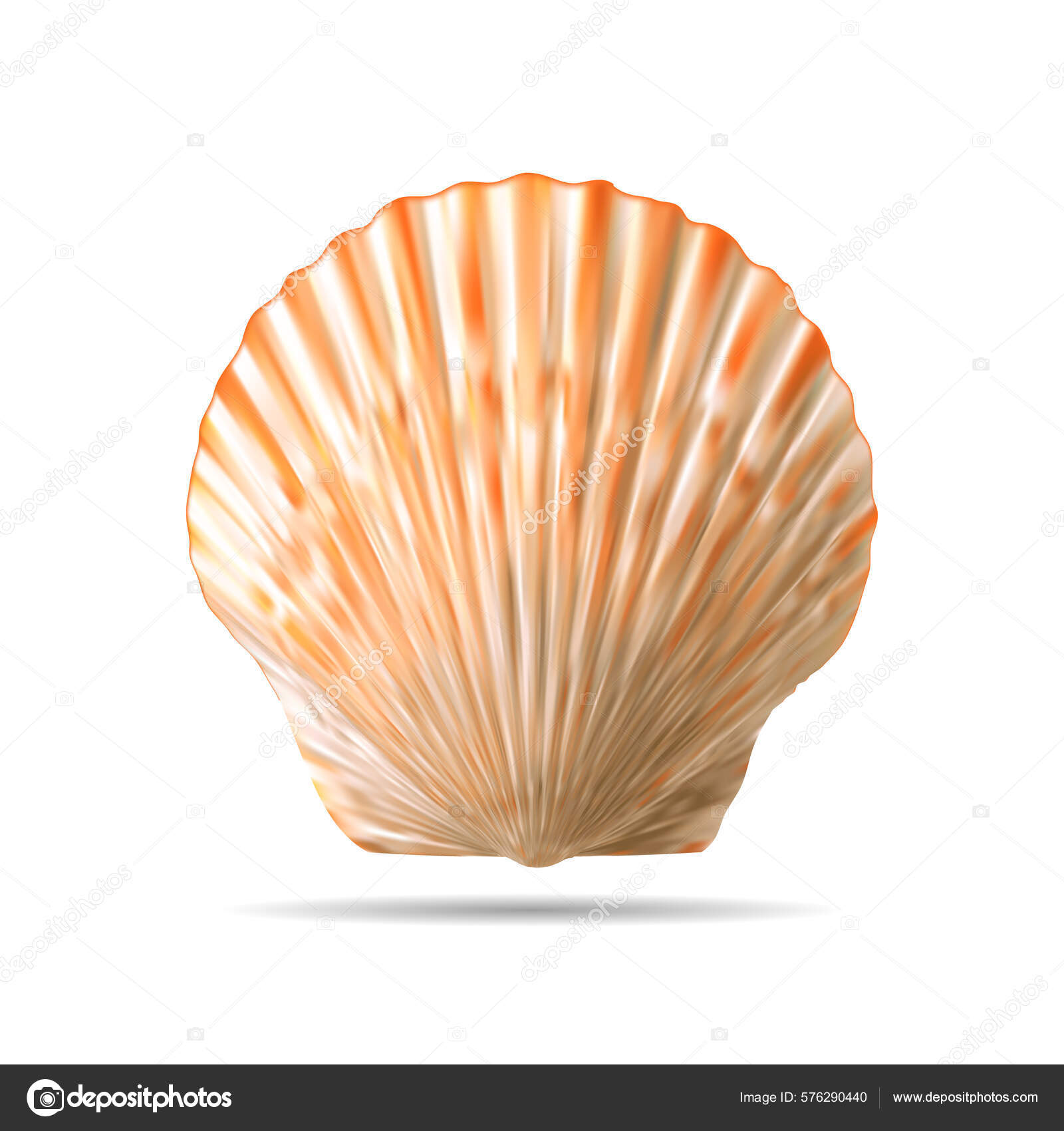 Top View Scallops Shell Isolated White Vector Illustration Vetor de ...