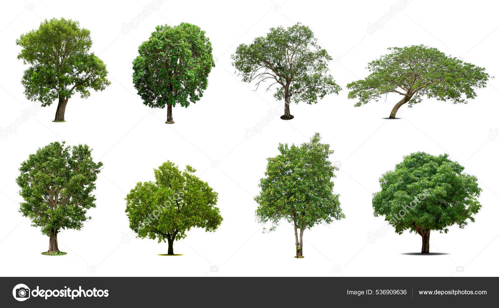 Collection Trees Isolated White Background Exotic Tropical Tree Design ...